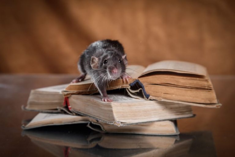 Rodent Control | Pest Service | Sacramento Pest Prevention